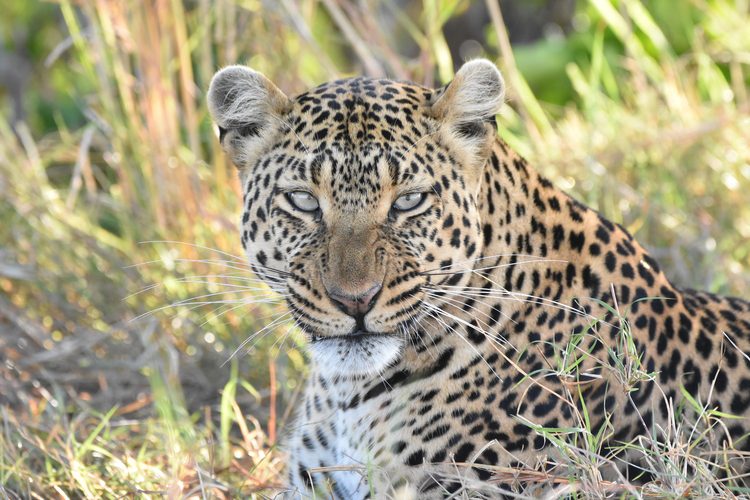 Masai Mara National Reserve Archives | Arrow Adventures Kenya